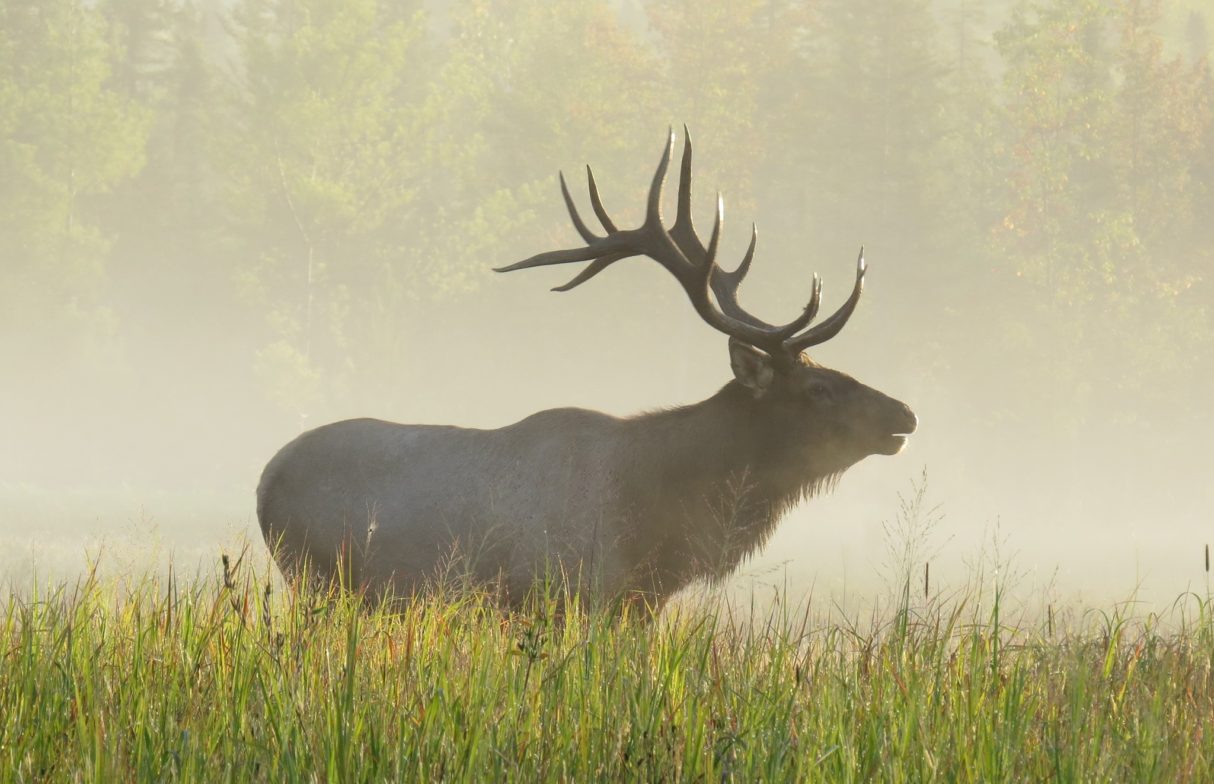 Michigan elk hunting today – winning the draw represents the ultimate
