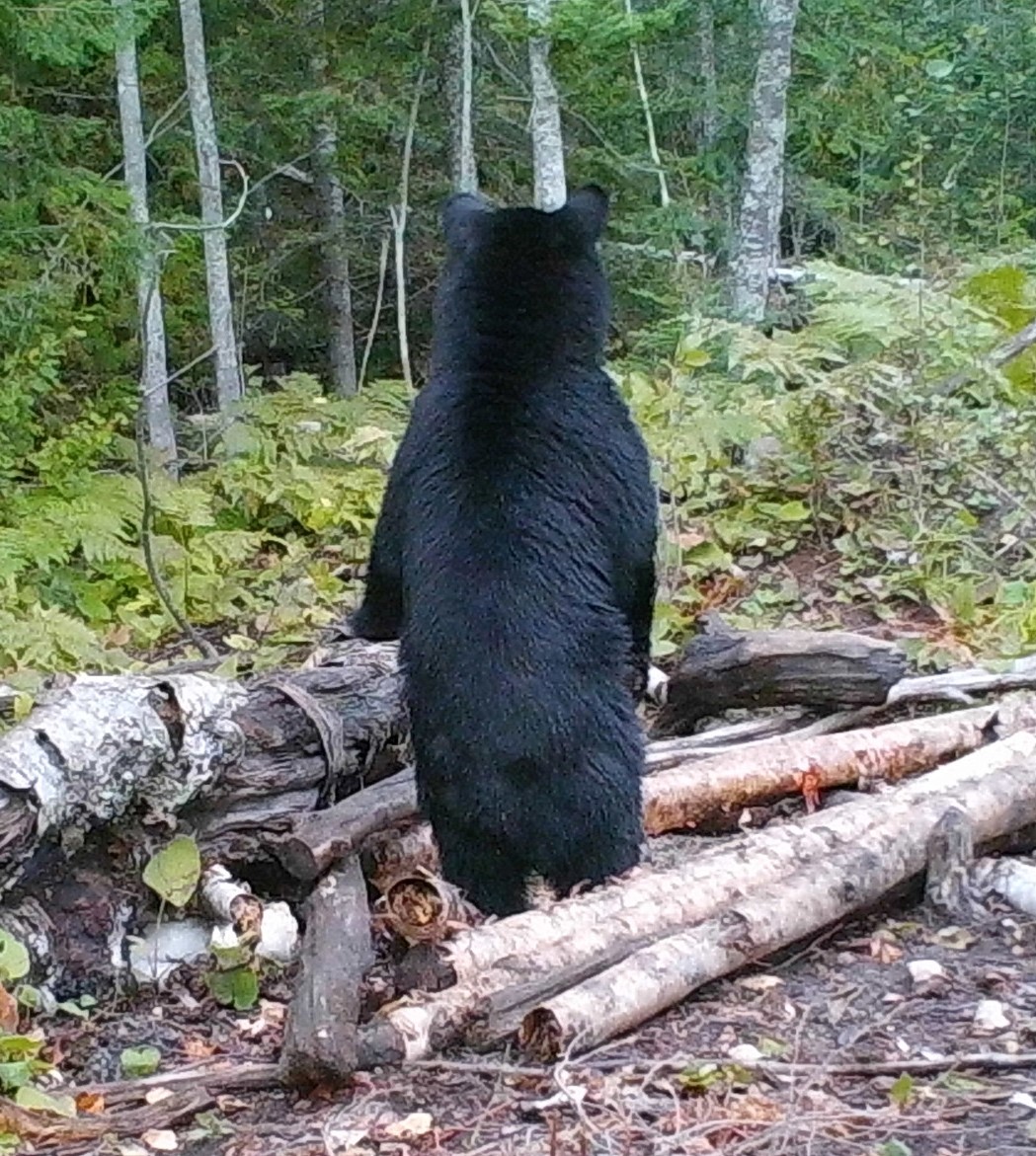 Rare (Michigan) Bear Behavior