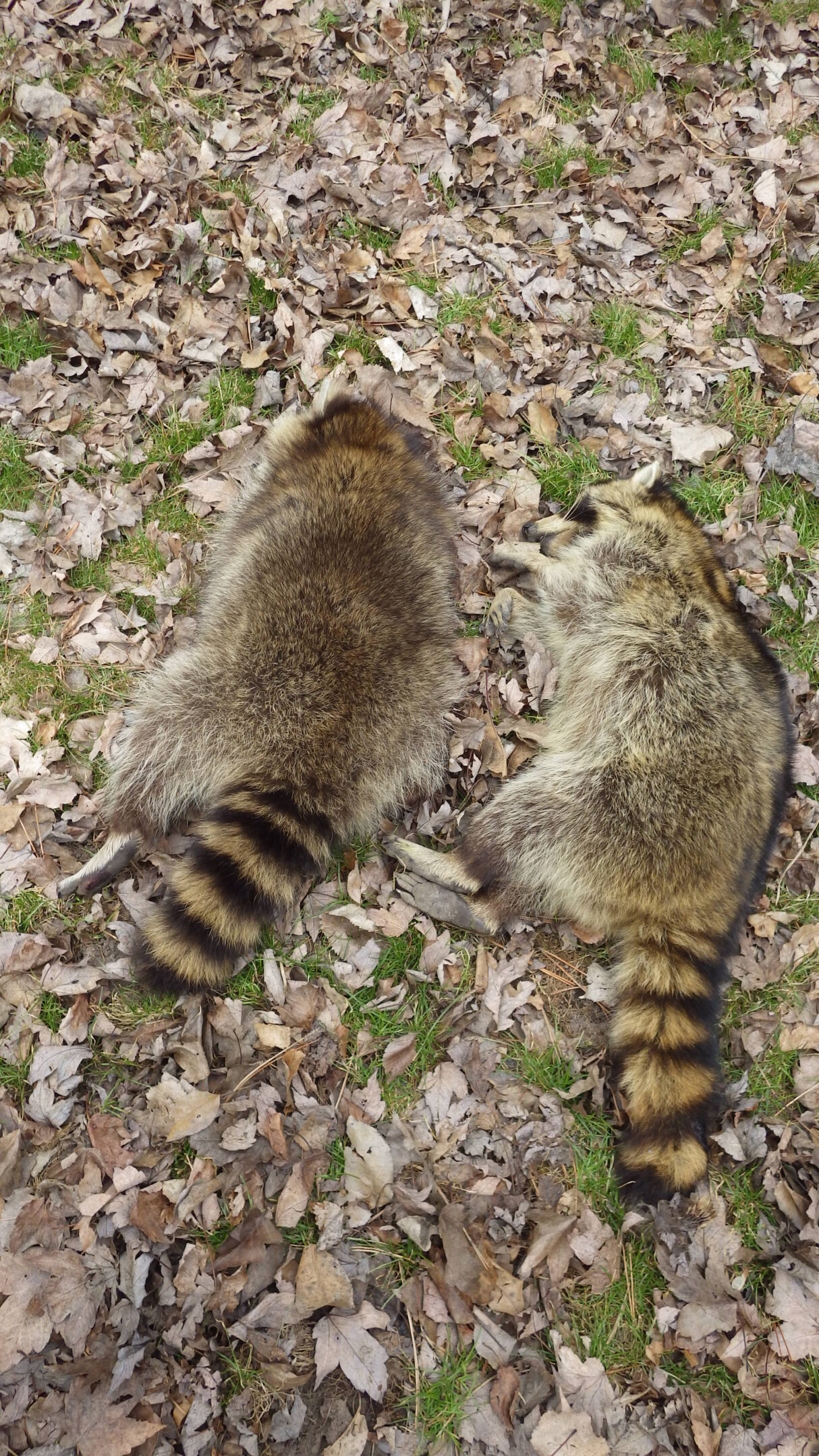 The Legendary "Trash Panda"