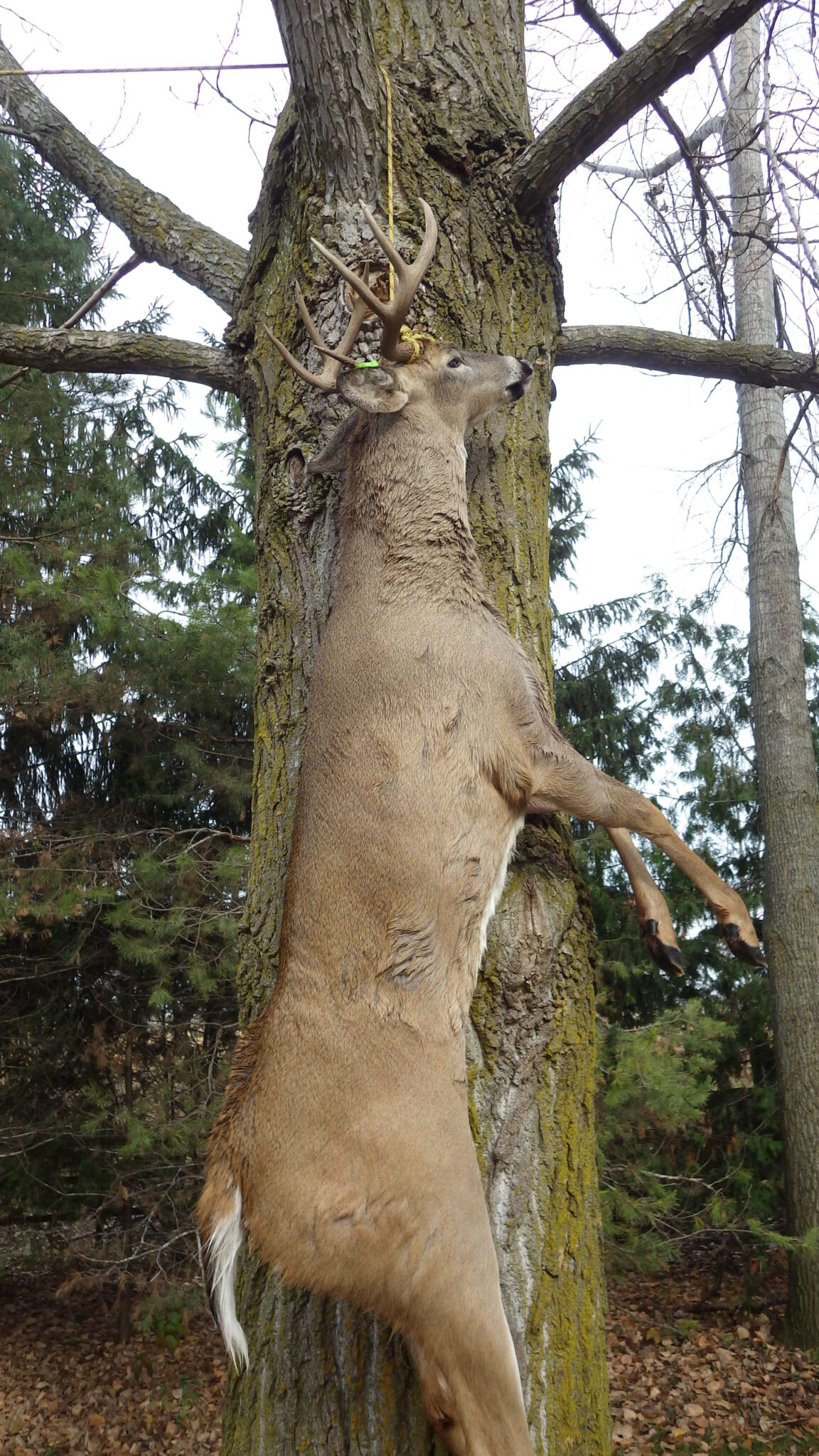 Buckshot – an often misunderstood and maligned deer round